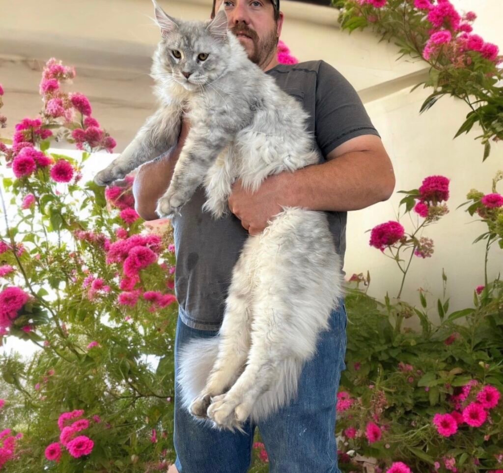 Parents of Our Maine Coon Kittens